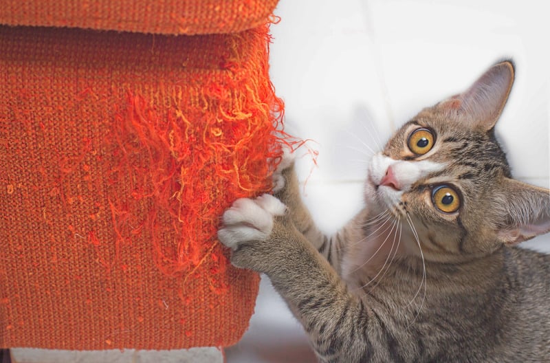 Mon chat griffe les murs et les meubles : que faire